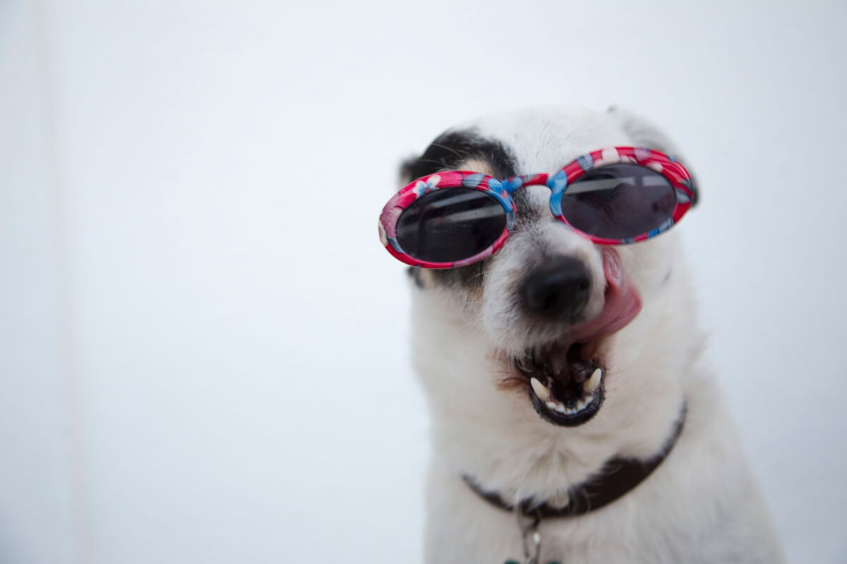 What Can You Do With Dog Training Dog Training Tips What Can You Do With Dog Training Dog Training Tips