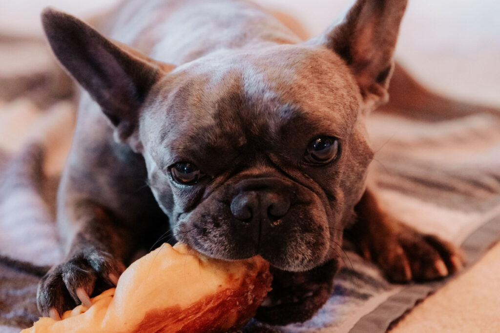 Possessive Aggression In Dogs - Dogs Training Tips