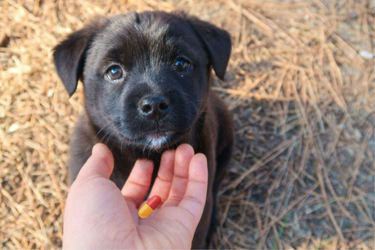 how-to-get-your-dog-to-take-a-pill-dogs-training-tips