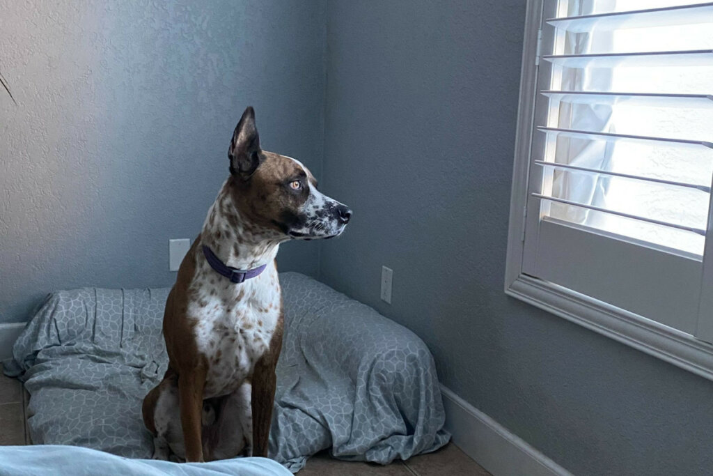 Dog Scratching Wall - Dogs Training Tips