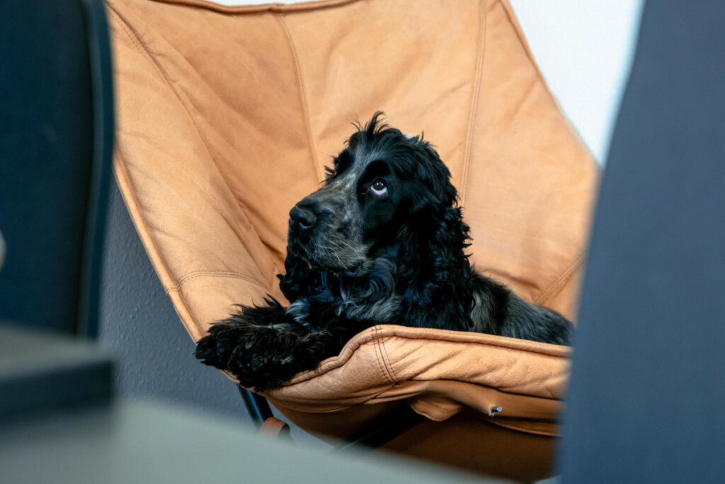 Why Does My Dog Sit Alone In Another Room - Dogs Training Tips