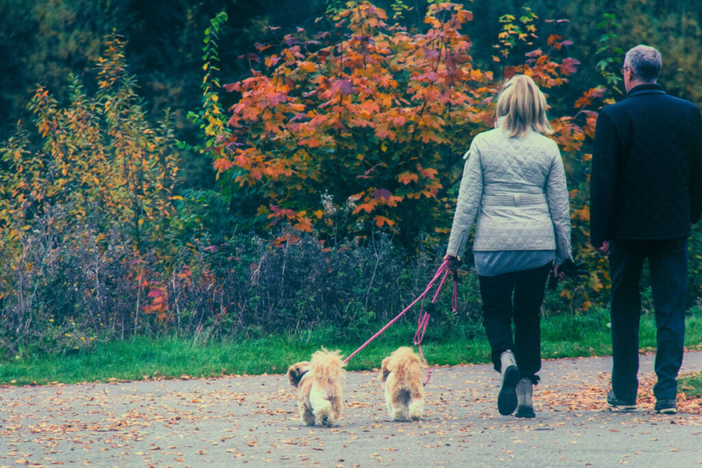 How Often Should I Walk My Small Dog - Dogs Training Tips