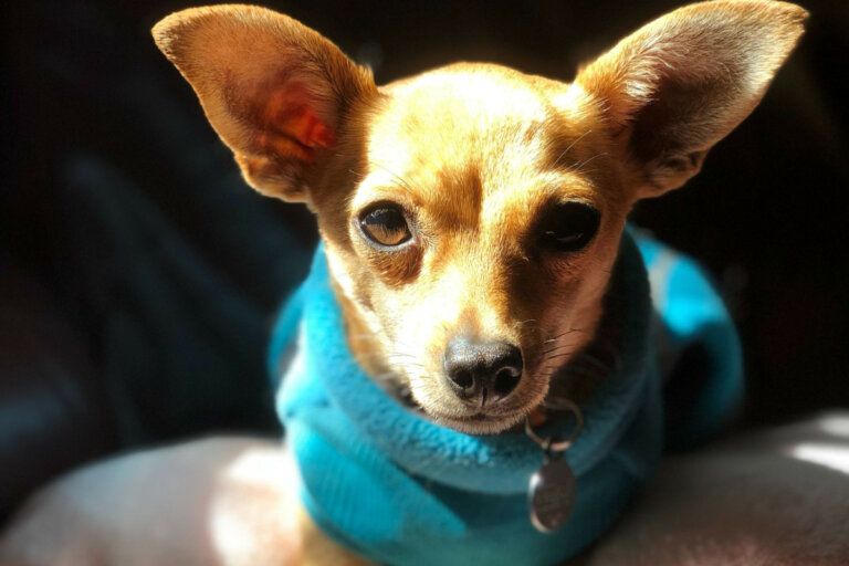 (SURPRISING TRUTH) How Cold Is Too Cold For A Chihuahua | Dog Training Tips